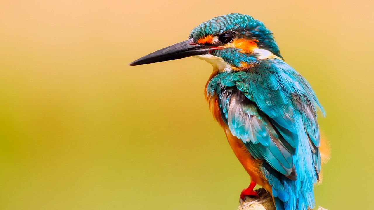 Vogelbescherming Nederland kiest voor Gardeners | MarketingTribune Bureaus