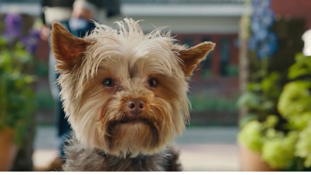 Frekkel hoofdrol in nieuwe Carpetright campagne | MarketingTribune Bureaus