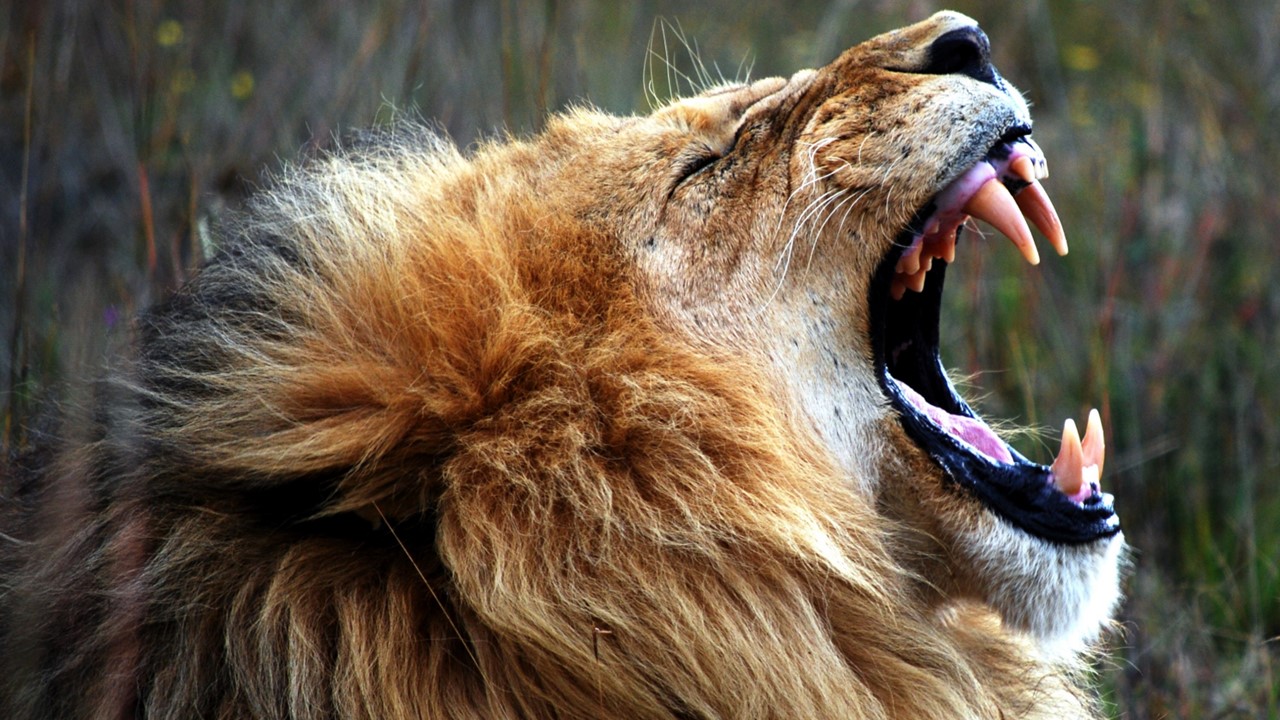 [column] Hoe leg je een brullende leeuw vast als muzikaal merk? | MarketingTribune Design