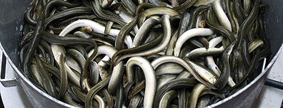 Franse glasaal moet palingaanbod vergroten | MarketingTribune Food en ...