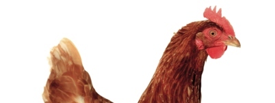 Echt scharrelen of kakelen als een kip? | MarketingTribune Food en Retail